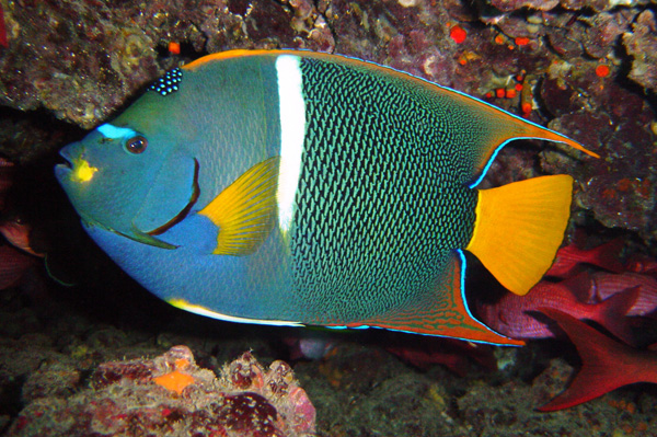 What type of fish can you see in the Galapagos? | Santa Cruz II Cruise