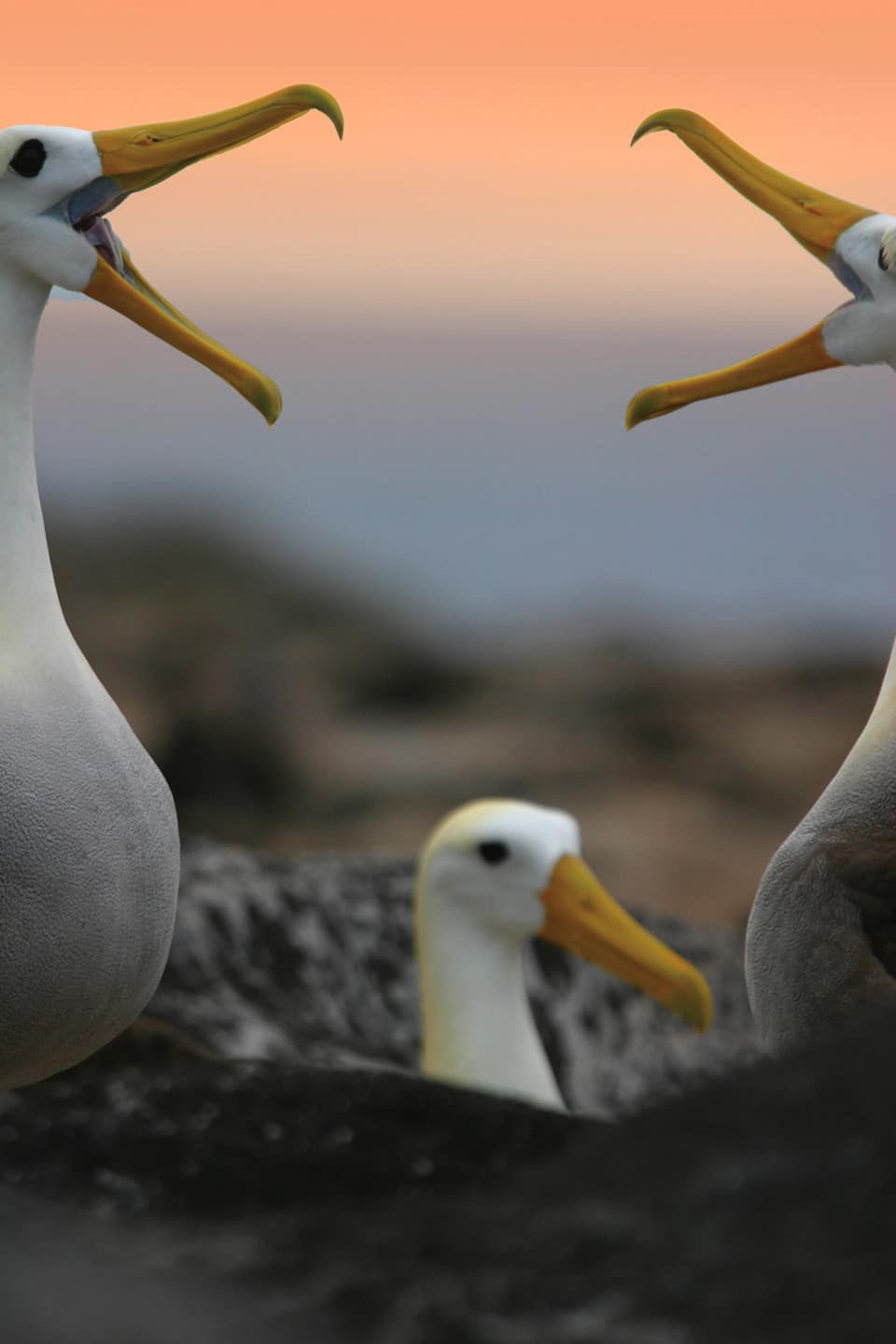7 Fascinating Facts About Galapagos Albatross Fledgling Behavior