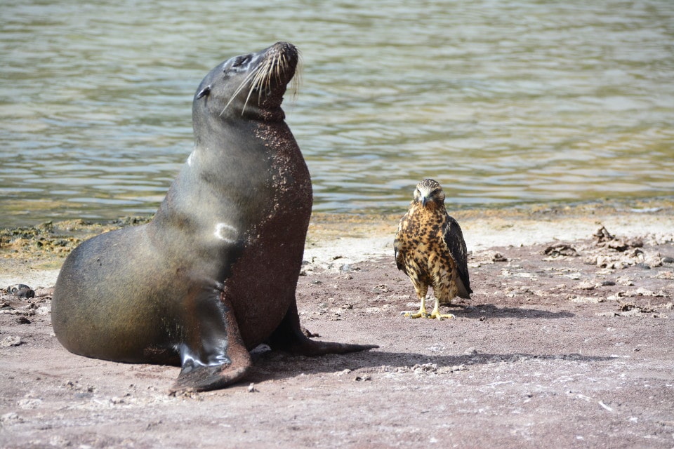 Galapagos Islands information | Complete Guide and Travel Tips