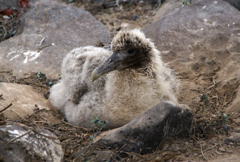 7 Fascinating Facts About Galapagos Albatross Fledgling Behavior