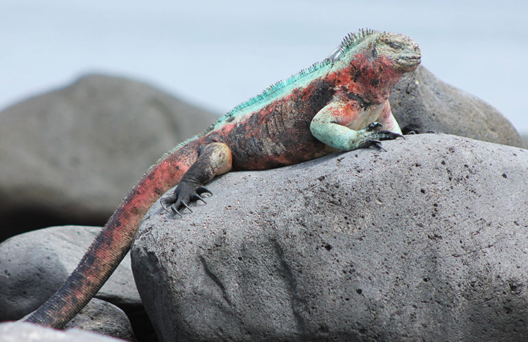 Christmas Iguana: A Holiday Favourite